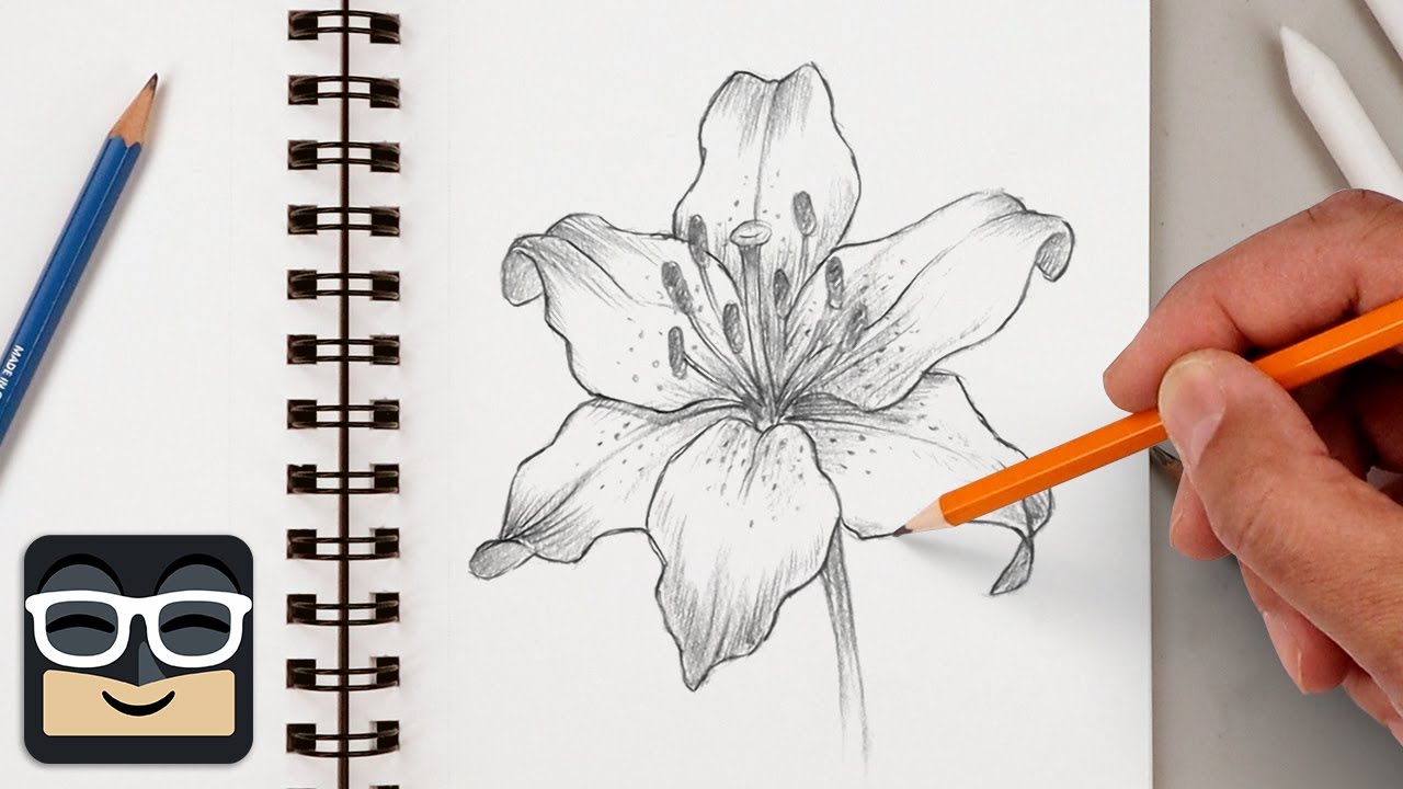 How to Draw a Realistic Lily | Step by Step Sketch Tutorial