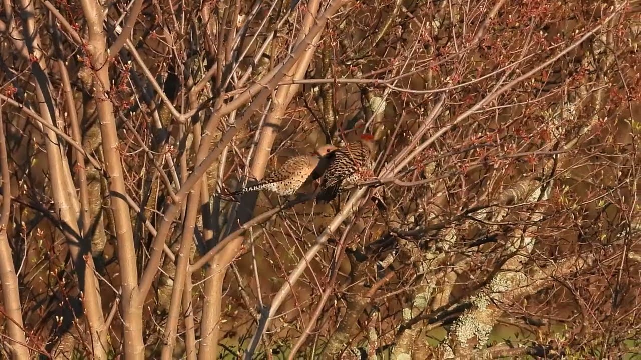 Northern Flickers DSCN5277