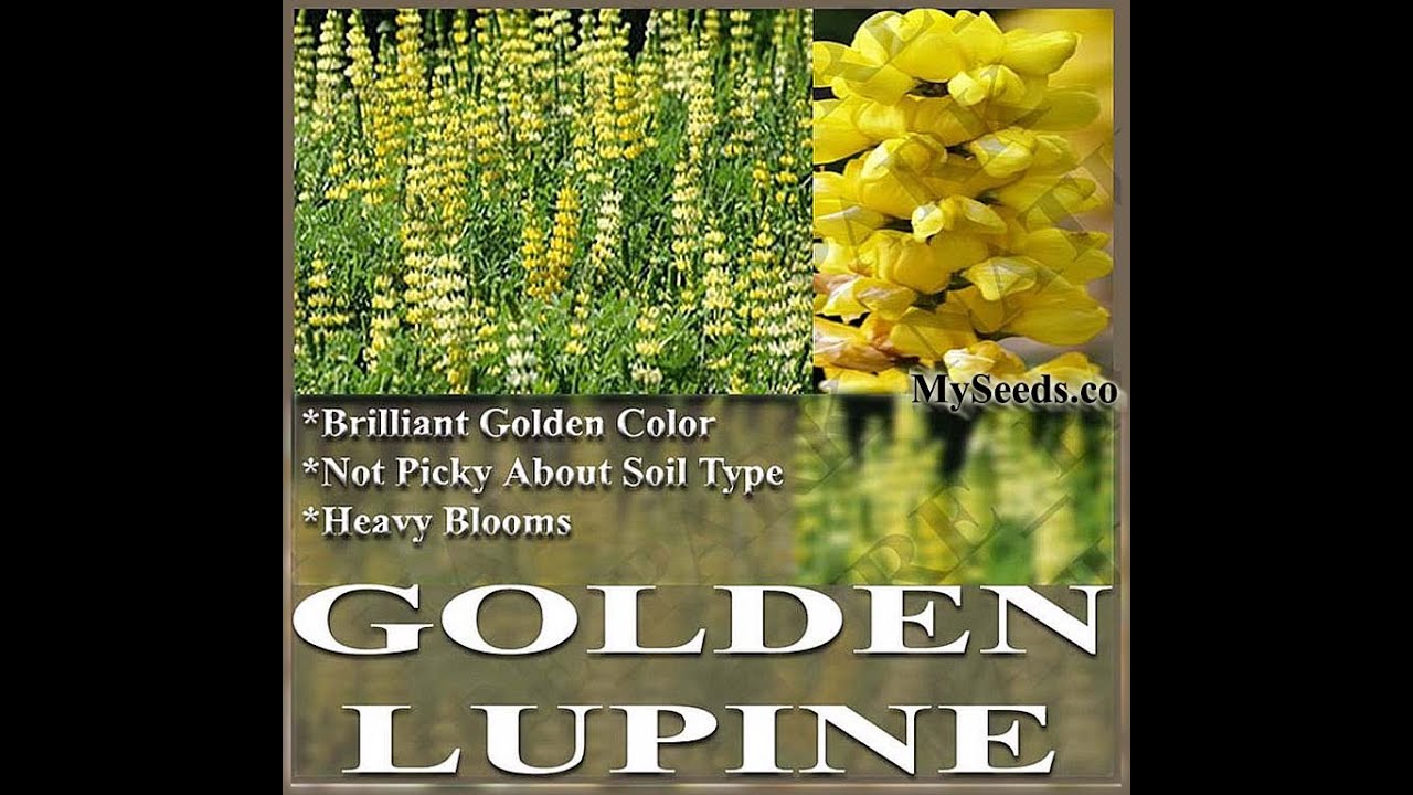 GOLD GOLDEN LUPINE, Lupinus densiflorus Flower Seed  FLOWER SEEDS on  www.MySeeds.Co