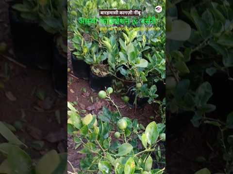 बारहमासी कागज़ी नींबू, आस्था फाऊंडेशन & नर्सरी #aasthafoundation #lemon #farming #business #up #2025