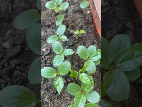Passion fruit growing from seeds