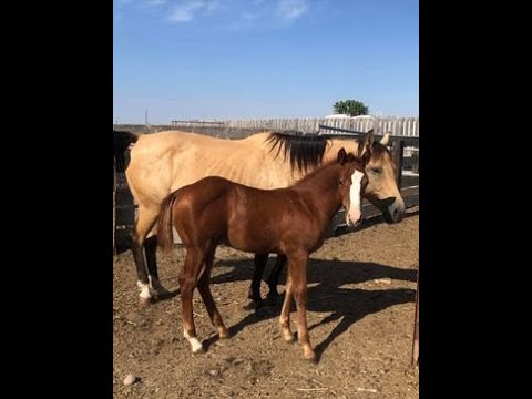 2022 Stud Colt- REY JAY BOON (PEPTOBOONSMAL) x DNS DASH FEATHERS ...