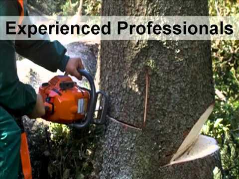 cost tree removal Raleigh | 919-355-5172 | Raleigh | FourSeasonsRaleigh North Carolina 27604 | best