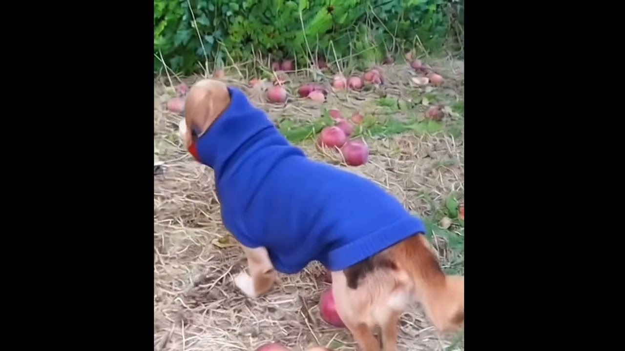 Original Apple Dog Video
