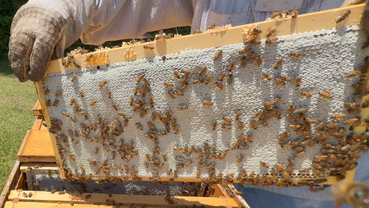 Checking Honey Frames in Long Hive 4-23-2026