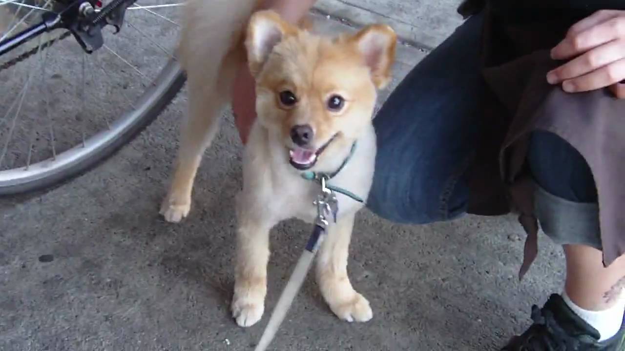 kobe mohawk