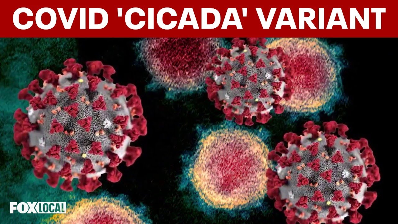 New COVID variant ‘Cicida’: What doctors say about symptoms, spread and risk
