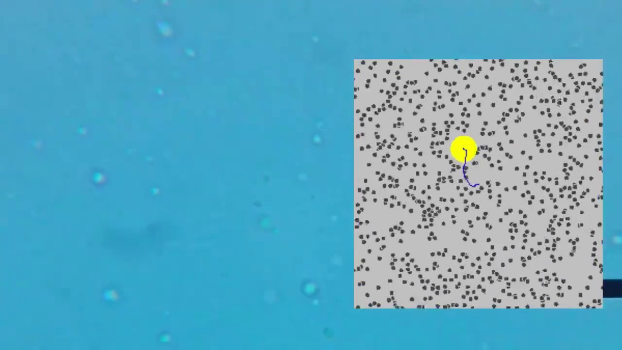 How do we know atoms are real? (Brownian Motion)