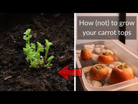 How (Not) To Regrow Carrot Tops