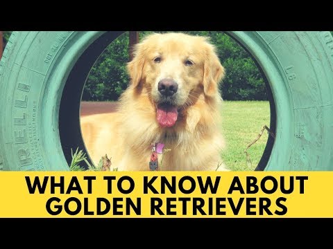 What to know about Golden Retrievers – Character & Temperament – PoochWell