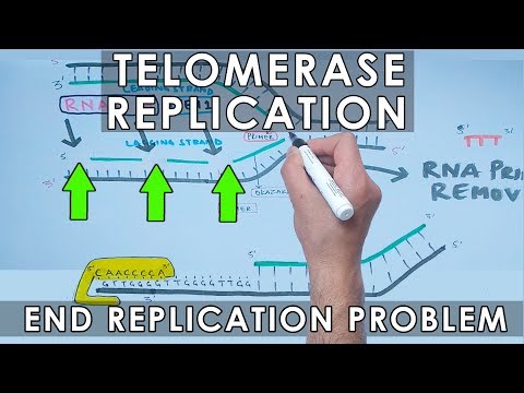 Telomerase Replication in Eukaryotes | End Replication