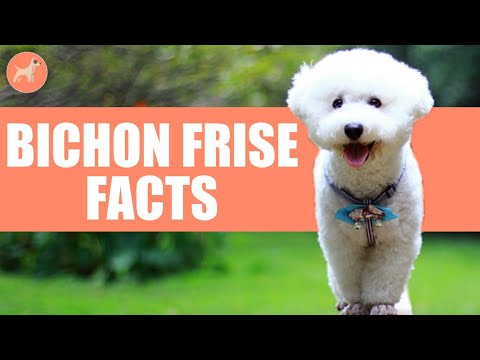 Bichon Frise Dog Breed: 10 Amazing Facts You Must Know