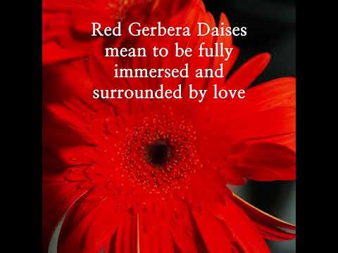 Flower Meanings
