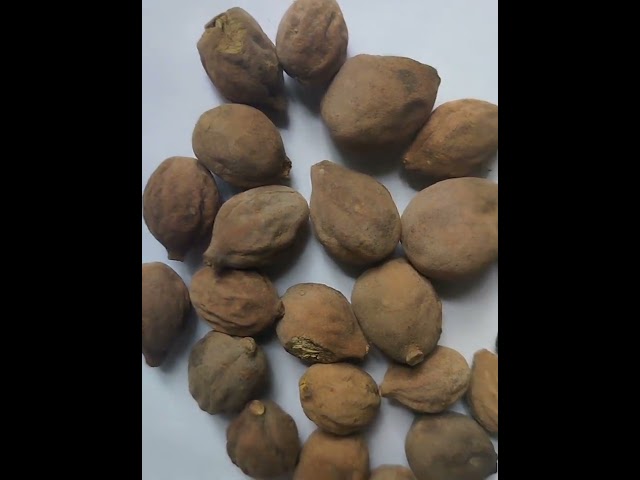 Herbal Seed - Moringa Oleifera Seeds Trader - Wholesaler / Distributor ...