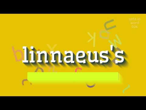 How to say "linnaeus's"! (High Quality Voices)