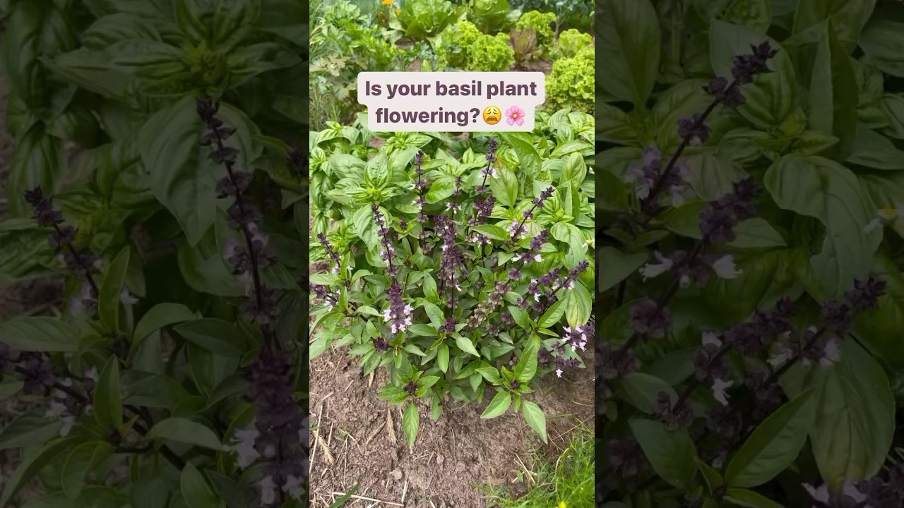 What to do if your basil plant is flowering (see description for more details!)