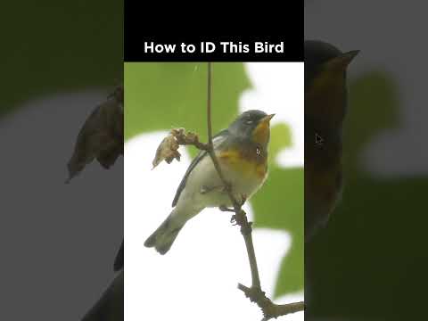 Do you know this songbird?