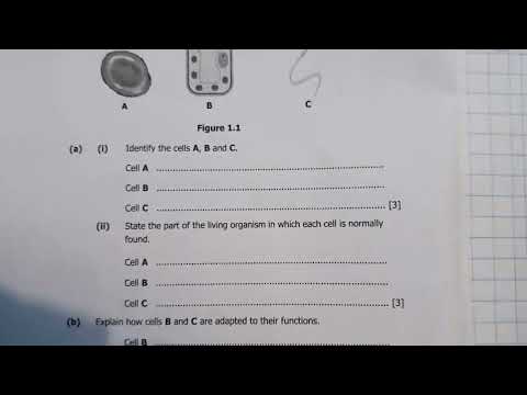 2019 bio paper 2 q1 CELLS