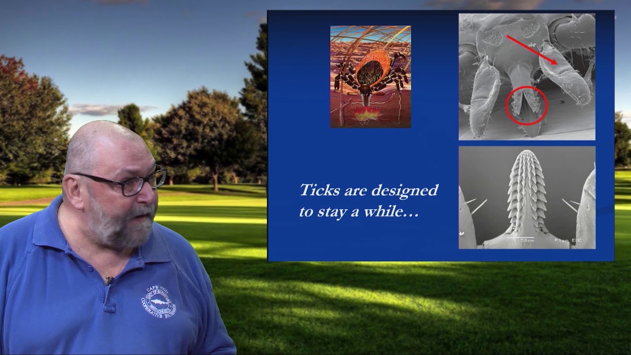 Tickology: Tick Biteology