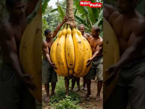 Biggest Banana Ever Recorded! 🔥🍎
