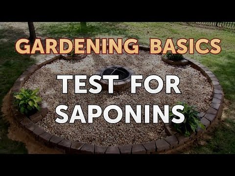 Test for Saponins