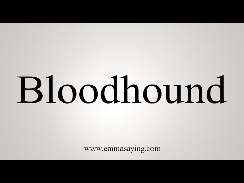 How To Say Bloodhound