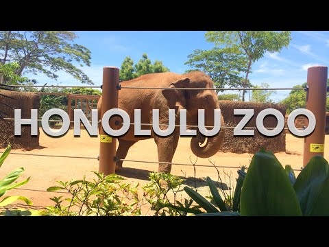 Honolulu zoo - Waikiki, Oahu