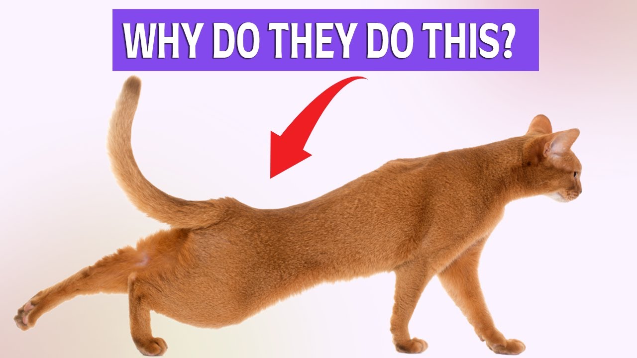 Why Cats Can't Resist Stretching When They See You