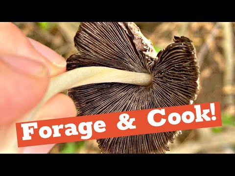 Closeup of the Mica Cap Mushroom & How it tastes!
