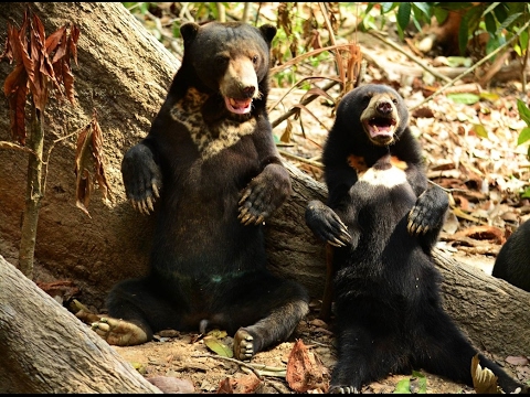 Sun Bears Prank, Malay bear dancing - Малайский медведь танцует