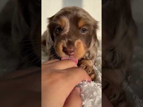Kissing puppy | amazing animals #593 | #shorts #cute #puppy #dog #viralshorts