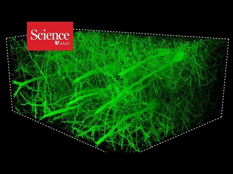 Snippet: Mesmerizing images of the fly brain captured at record speed