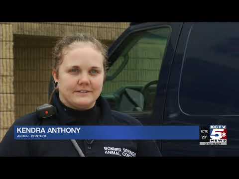 Cow About Town: The Secowel | Nathan Vickers