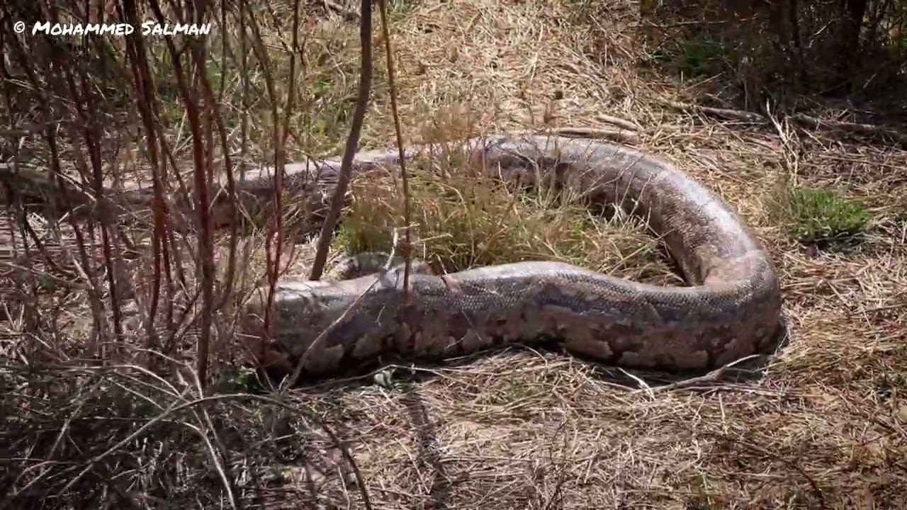 A massive Indian rock python