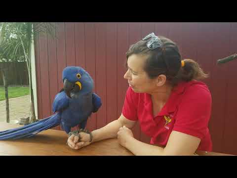 Hyacinth Macaw loves his Mom