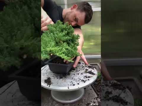 Potting junipers for our Etsy store 🌳