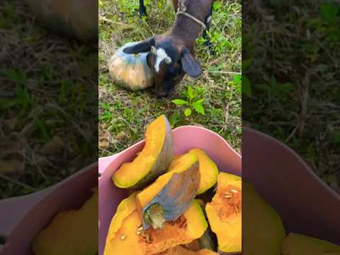 😍Goats love pumpkins😋 #funny #fun #yummy #goat #nature #daily #pumpkin #plants