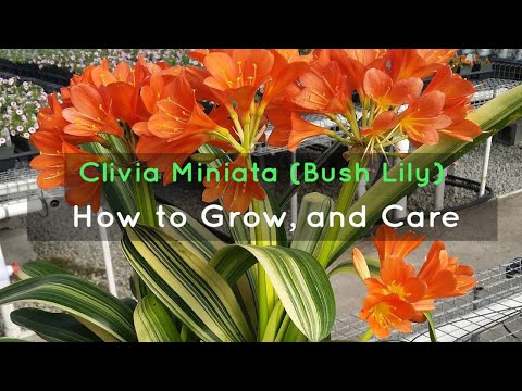 Clivia Miniata (Bush Lily): How to Grow, and Care