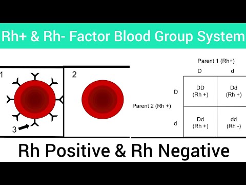 Rh Blood Group System in Hindi | Rh Factor Hindi | Rhesus Position and Rhesus Negative in Hindi | Rh
