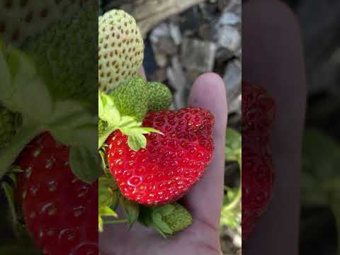 Why Grow Annual Strawberries?