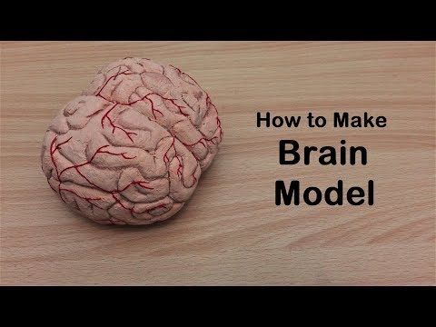 Brain Models - Human Brain Model Latest Price, Manufacturers & Suppliers