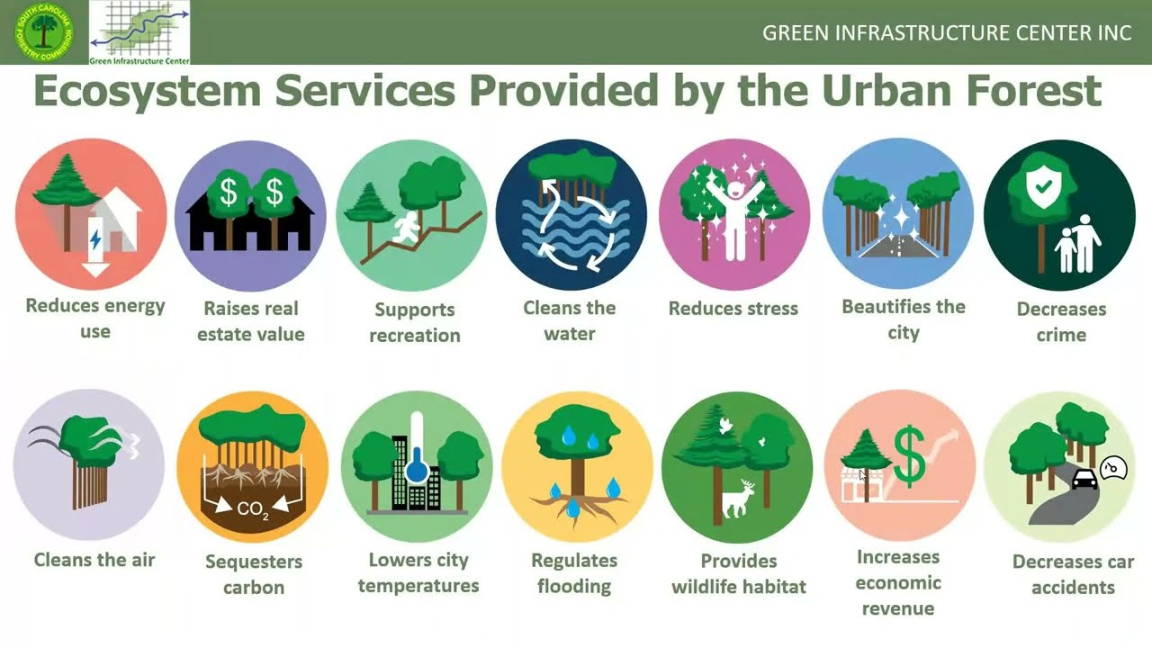Urban Forest Planning