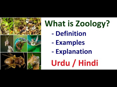 What is Zoology? Urdu / Hindi