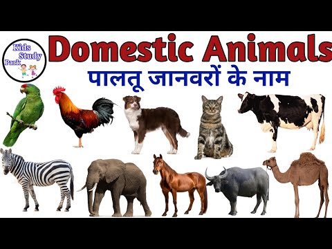 Animals Name | Domestic Animal name | Pet Animals Name with pictures| Pet animal names