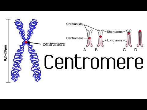 Centromere and kinetochore | chromosome structure and function