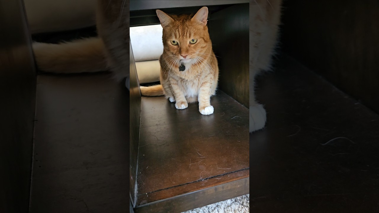my orange cat has zero brain cells