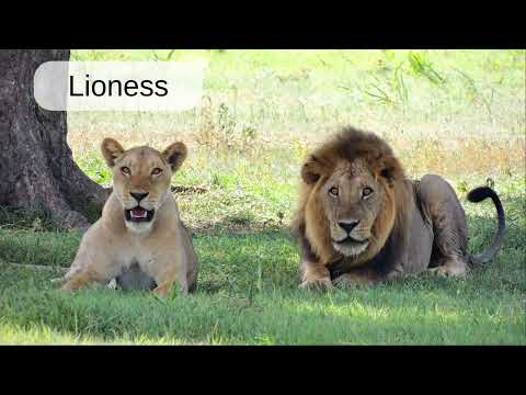 Lioness: English word pronunciation - Read Along (Australian Accent) with a picture