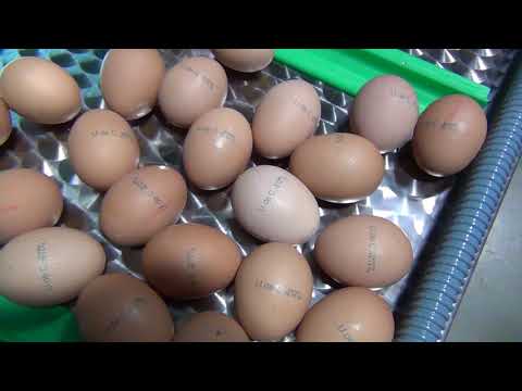 Nuovo Egg Printer - Egg-Jet SOR2 on Royo Grader