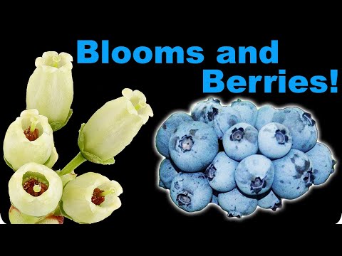Delicious Native Blueberries for Pollinators, Wildlife and You!