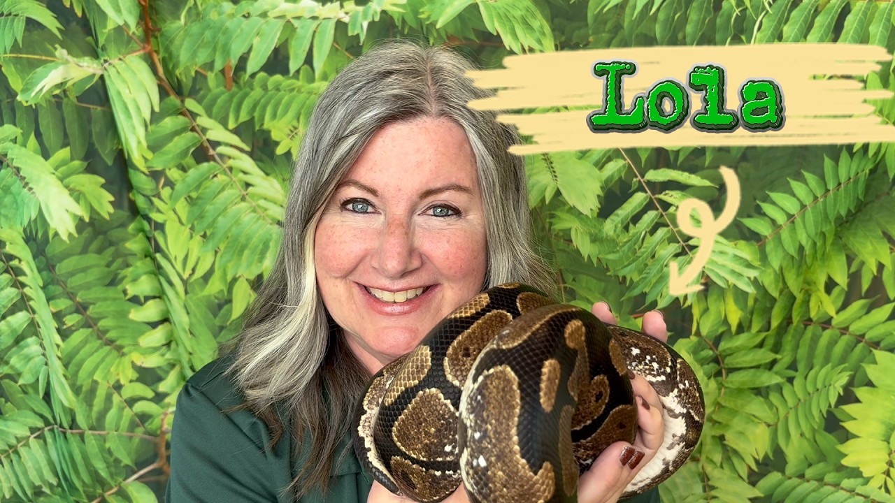 Meet Lola the royal python!